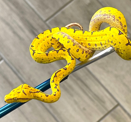 Sorong Green Tree Python (SGTP12) by Reptile Pets Direct