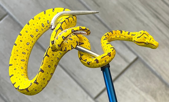 Sorong Green Tree Python (SGTP14) by Reptile Pets Direct