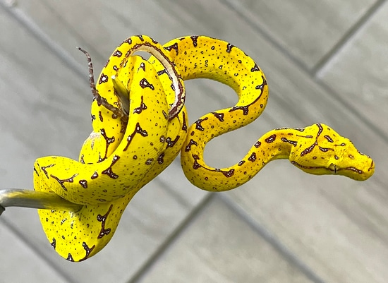 Sorong Green Tree Python (SGTP17) by Reptile Pets Direct