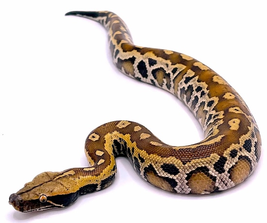 Sumatran Red Blood Python (Python Brongersmai) by Reptile Pets Direct