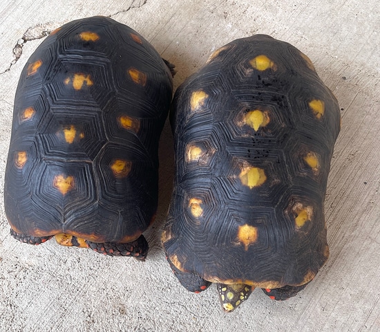 Adult Red Foot Tortoise 9-12" Red-Footed Tortoise by Reptile Pets Direct