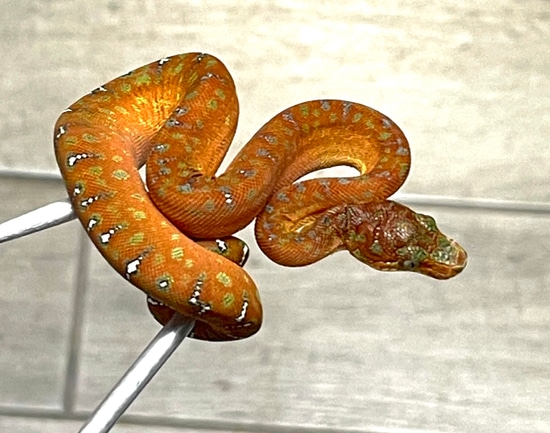 Baby Emerald Tree Boa Female (BETBF1) Northern Emerald Tree Boa by ...