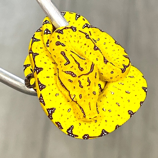 Manokwari Green Tree Python (MGTP22) by Reptile Pets Direct