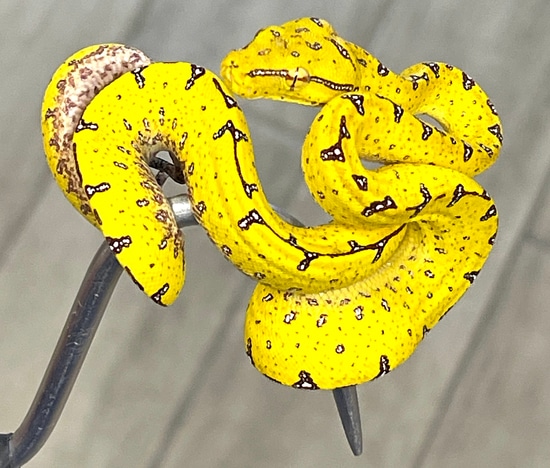 Manokwari Green Tree Python (MGTP24) by Reptile Pets Direct