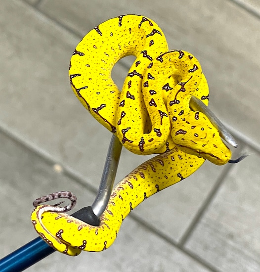 Manokwari Green Tree Python (MGTP25) by Reptile Pets Direct