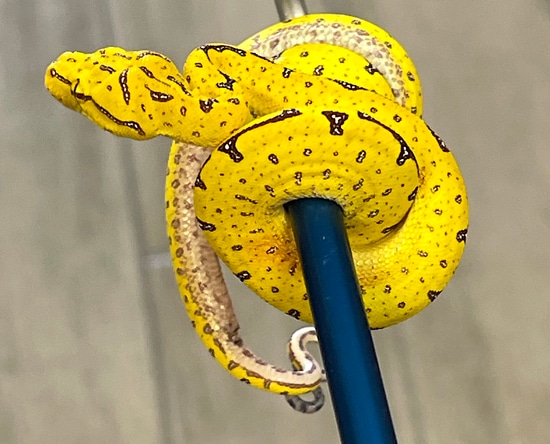 Manokwari Green Tree Python (MGTP26) by Reptile Pets Direct