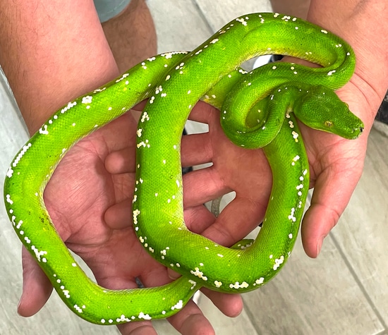 Aru Green Tree Python High White Female (AGTP202) by Reptile Pets Direct