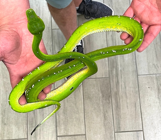 Aru Green Tree Python Male (AGTP205) by Reptile Pets Direct