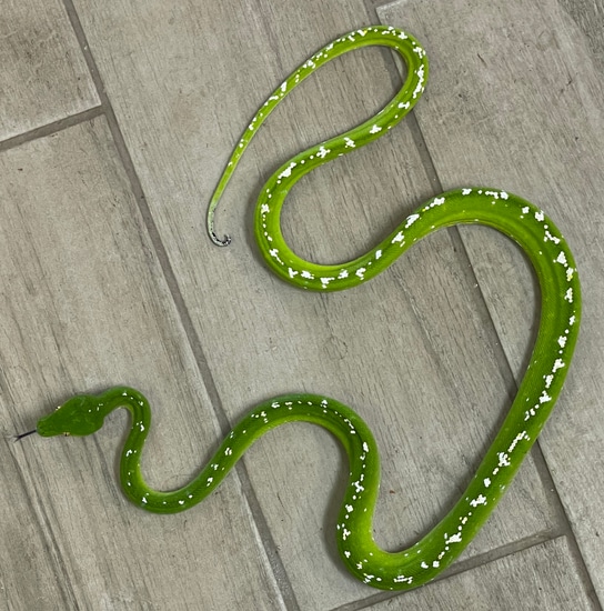 Aru Green Tree Python High White Female (AGTP207) by Reptile Pets Direct