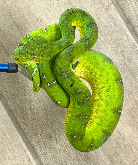 Emerald Tree Boa Juvenile Female (JETBF04) Northern Emerald Tree Boa by ...