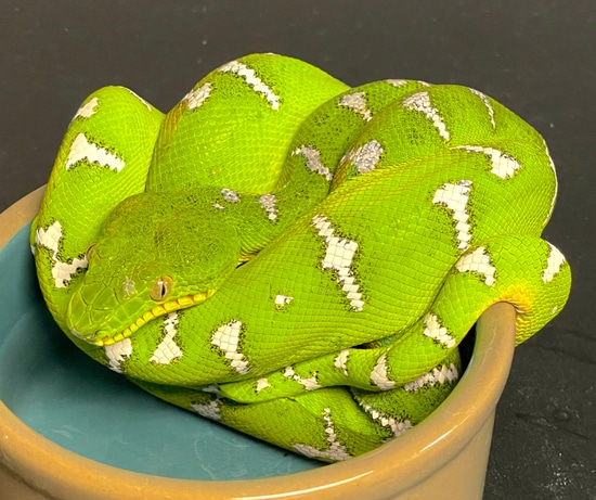 Emerald Tree Boa Juvenile Female (JETBF05) Northern Emerald Tree Boa by ...