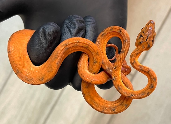 CH Baby Amazon Tree Boa Female (ATBF101) by Reptile Pets Direct