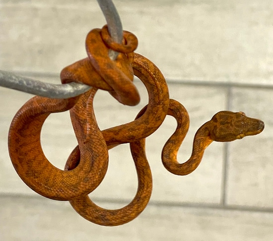 CH Baby Amazon Tree Boa (ATBF103) by Reptile Pets Direct