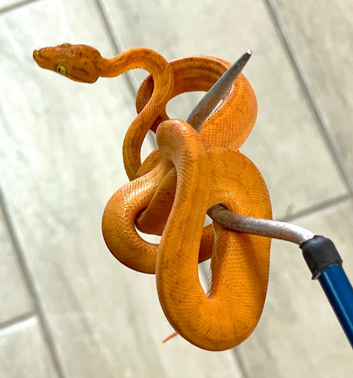 CH Baby Amazon Tree Boa Male (ATBM108) by Reptile Pets Direct