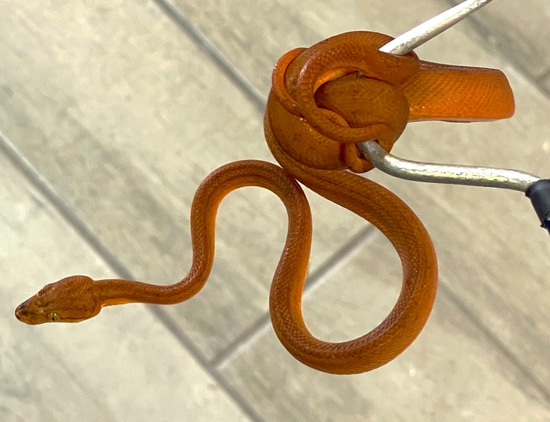 CH Baby Amazon Tree Boa Female (ATBM109) by Reptile Pets Direct