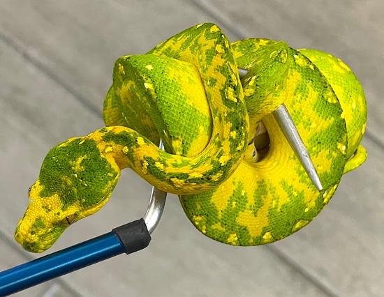 Biak Green Tree Python (BGTP41) by Reptile Pets Direct