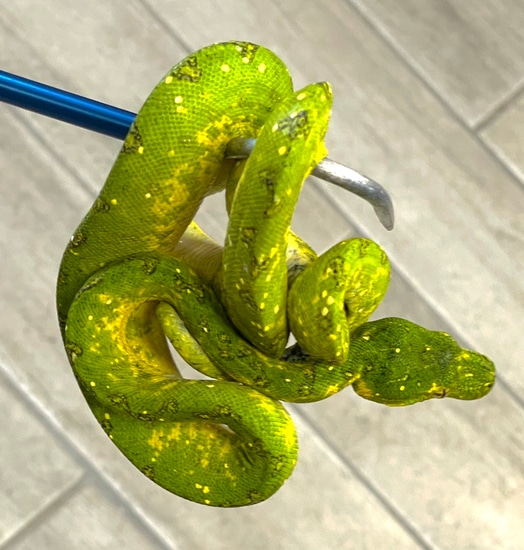 Biak Green Tree Python (BGTP11) by Reptile Pets Direct