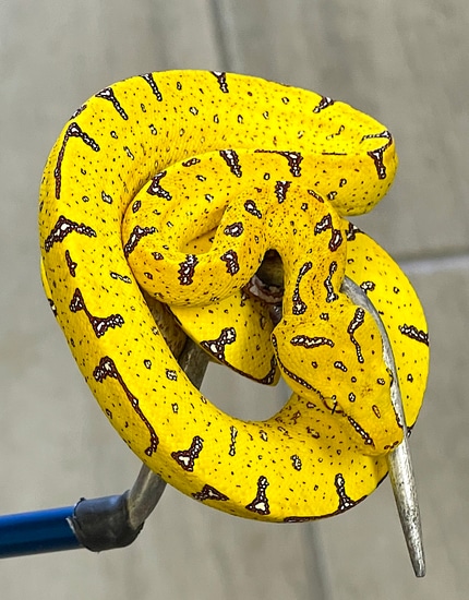 Manokwari Green Tree Python (MGTP23) by Reptile Pets Direct