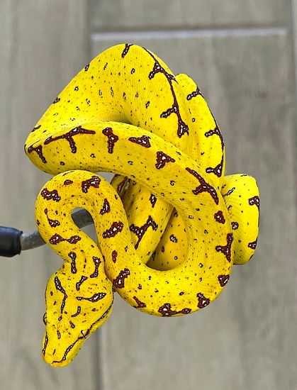 Manokwari Green Tree Python (MGTP24) by Reptile Pets Direct