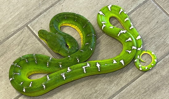 Emerald Tree Boa Female (Etbf17) Northern Emerald Tree Boa by Reptile ...