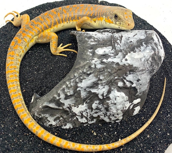 Schneider Skink (Eumeces Schneiderii) More Skink by Reptile Pets Direct