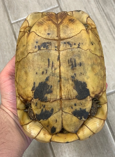 Libyan Greek Tortoise Adult Female (LGF54) by Reptile Pets Direct