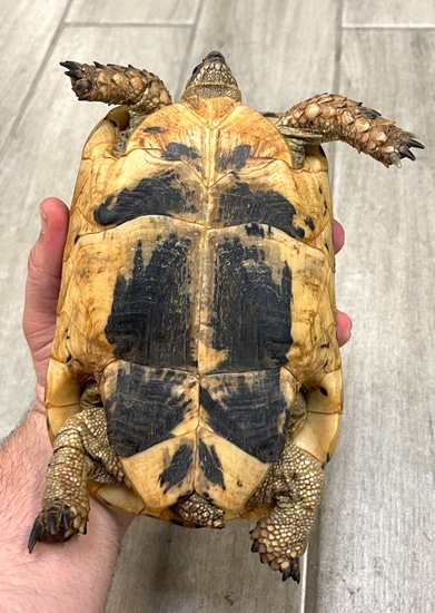 Libyan Greek Tortoise Adult Female (LGF48) by Reptile Pets Direct