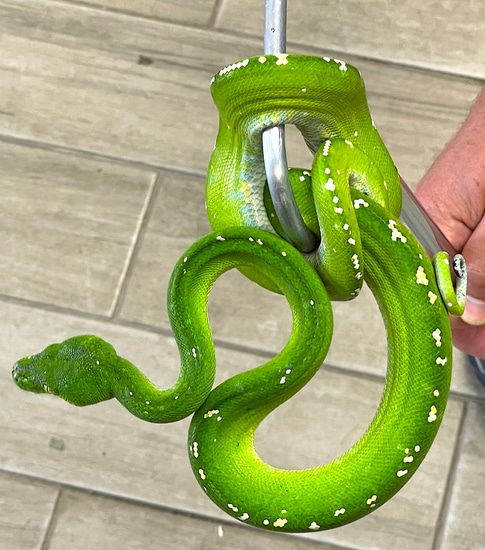 Aru Green Tree Python Male (AGTPM34) by Reptile Pets Direct