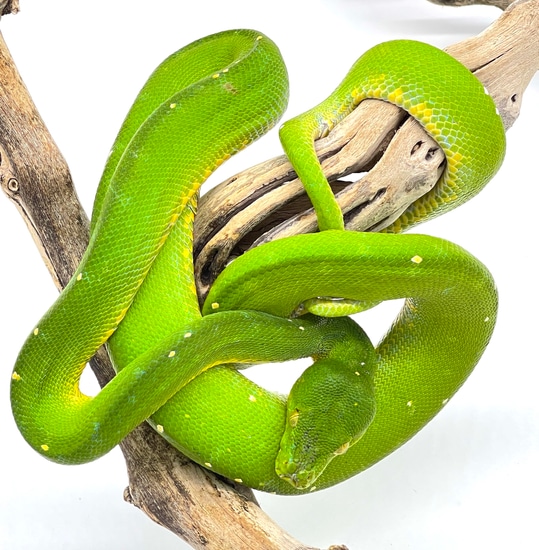 Aru Green Tree Python Male (AGTPM37) by Reptile Pets Direct