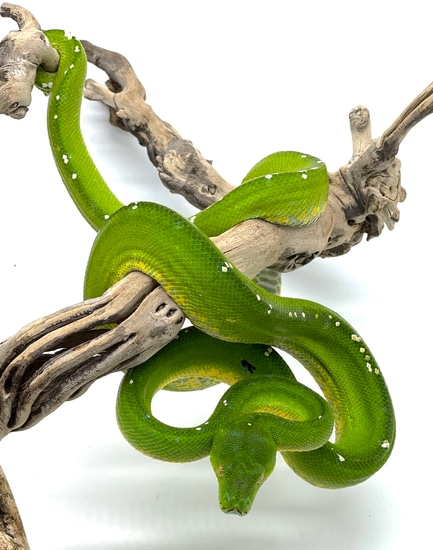 Aru Green Tree Python Male (AGTPM41) by Reptile Pets Direct