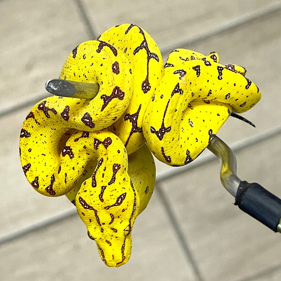 Manokwari Green Tree Python (MGTP24) by Reptile Pets Direct