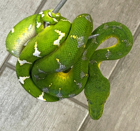 Juvenile Emerald Tree Boa Female (ETBJF01) Northern Emerald Tree Boa by ...