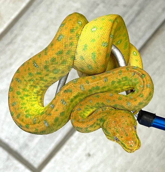 Patternless High Yellow Emerald Tree Boa Baby (BETBF02) Northern ...