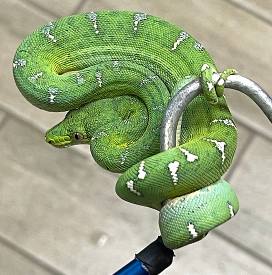 Baby Emerald Tree Boa Male (BETBM04) Northern Emerald Tree Boa by ...
