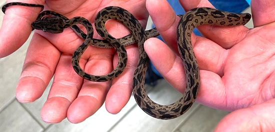 Leopard Phase Amazon Tree Boa Baby (ATBL01) by Reptile Pets Direct