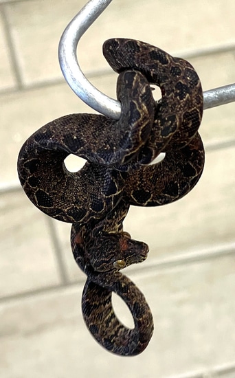 Halloween Phase Amazon Tree Boa (ATBH02) by Reptile Pets Direct