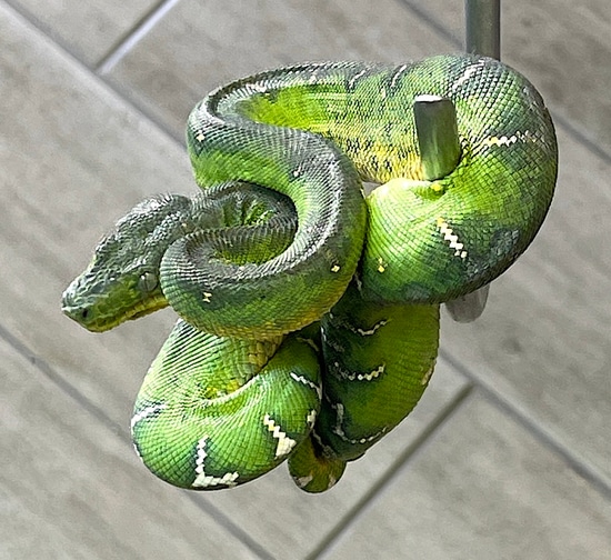 Emerald Tree Boa Juvenile Male (JETBM14) Northern Emerald Tree Boa by ...