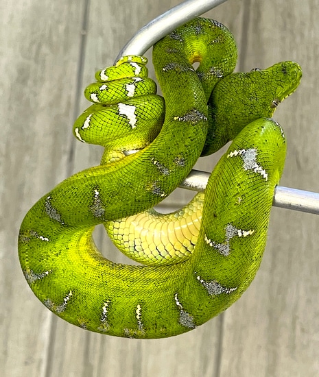 Emerald Tree Boa Juvenile Male (JETBM15) Northern Emerald Tree Boa by ...