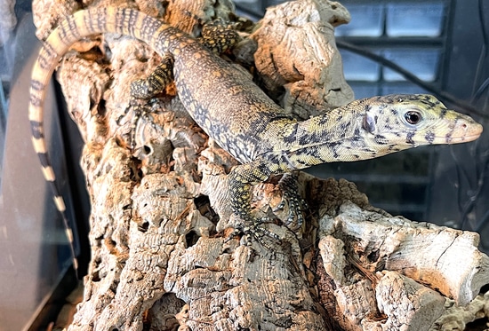 Sulphur Water Monitor *SOCIALIZED by Reptile Pets Direct