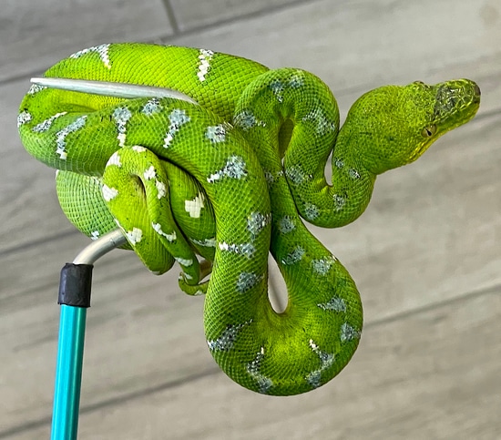 Emerald Tree Boa Female (ETBF5) Northern Emerald Tree Boa by Reptile ...