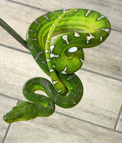 Emerald Tree Boa Female (ETBF6) Northern Emerald Tree Boa by Reptile ...