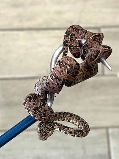 Baby Amazon Tree Boa (BATB1) by Reptile Pets Direct