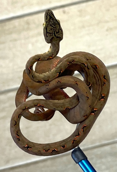 Baby Amazon Tree Boa (BATB2) by Reptile Pets Direct