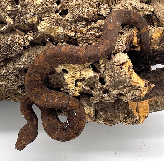 Viper Boa Female (VB2) by Reptile Pets Direct