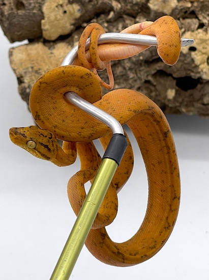 Orange Amazon Tree Boa (OATBF1) by Reptile Pets Direct