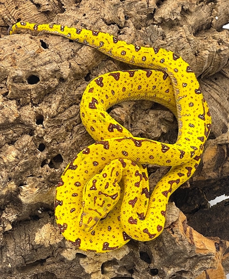 Yellow Biak Green Tree Python (BYGTP4) by Reptile Pets Direct