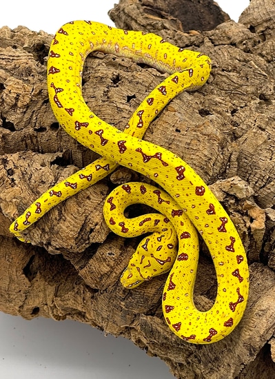 Yellow Biak Green Tree Python (BYGTP6) by Reptile Pets Direct