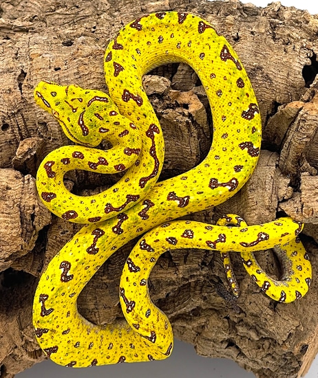 Yellow Biak Green Tree Python (BYGTP7) by Reptile Pets Direct