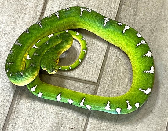 Emerald Tree Boa Female (ETBF9) Northern Emerald Tree Boa by Reptile ...