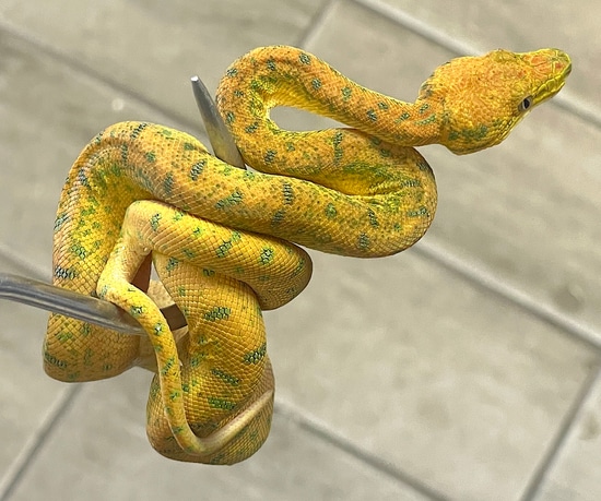 Baby Anaconda Phase Emerald Tree Boa (BPETB1) Northern Emerald Tree Boa ...